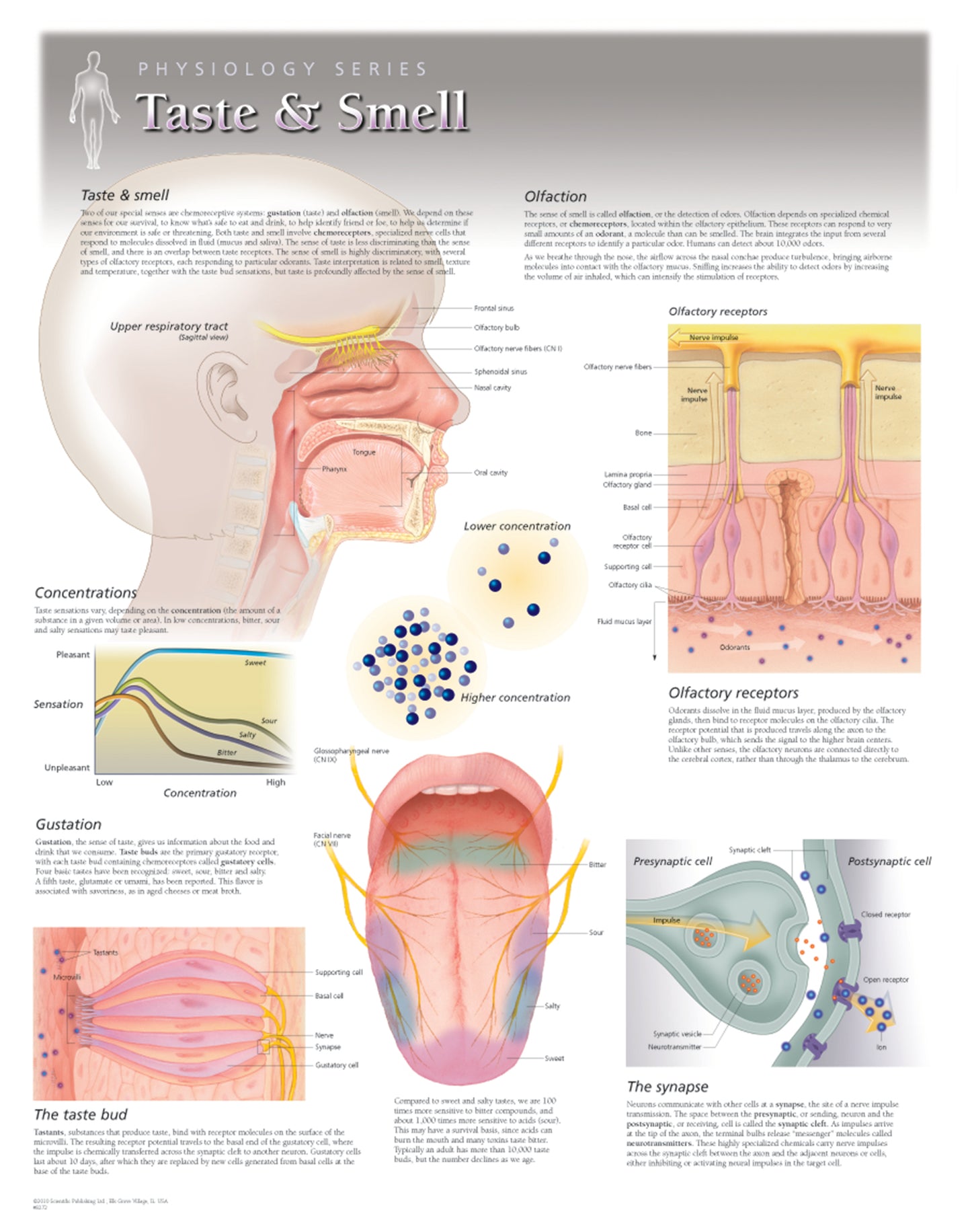 Chart - Taste & Smell