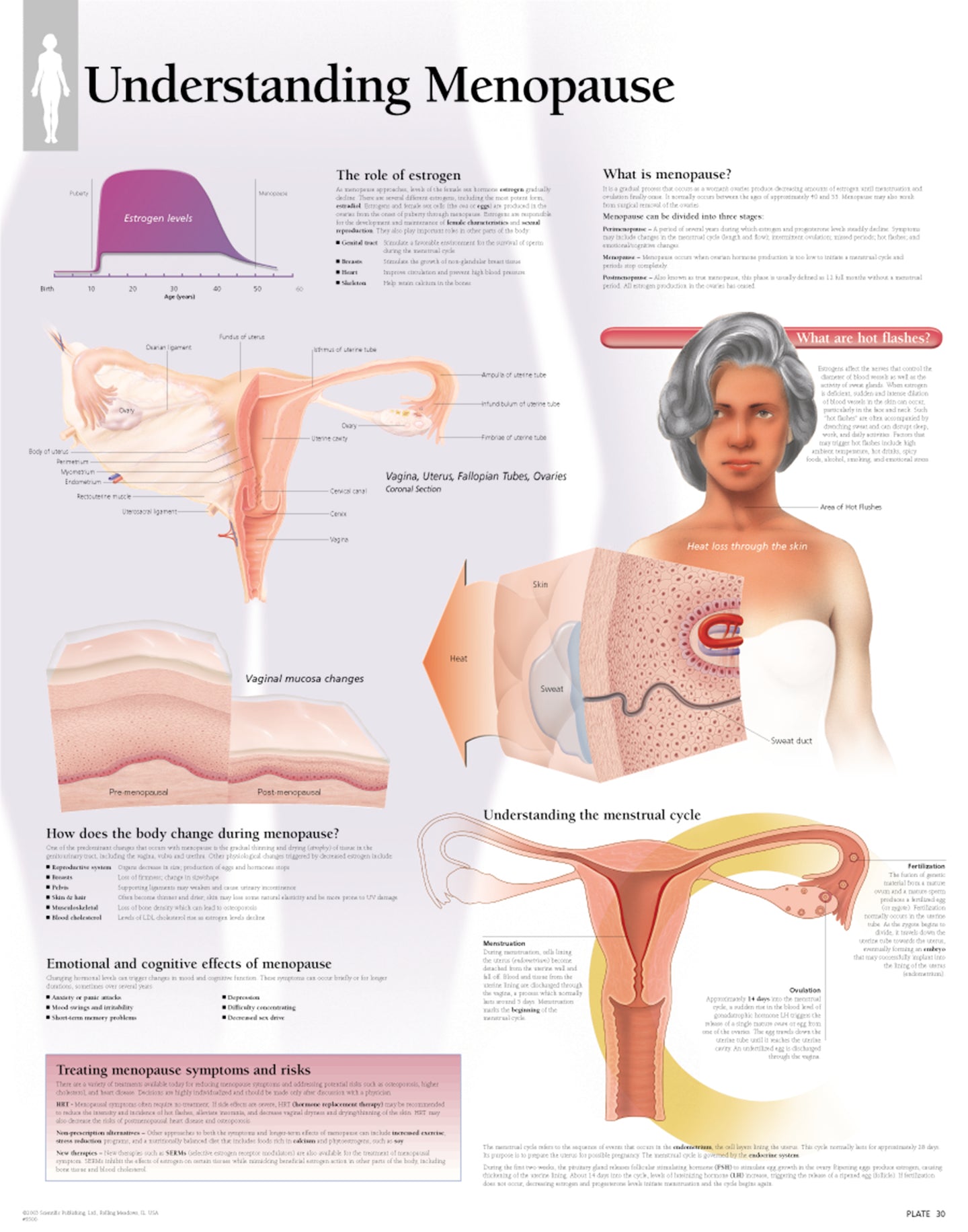 Chart - Understanding Menopause