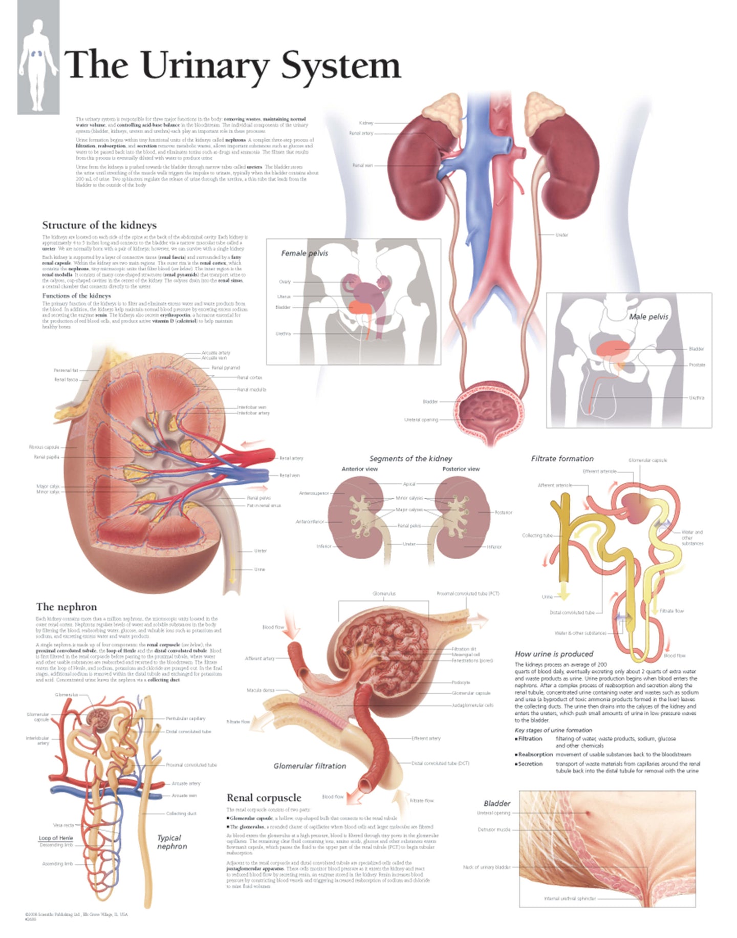 Chart - Urinary System