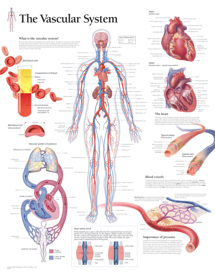 Chart Vascular System 0679