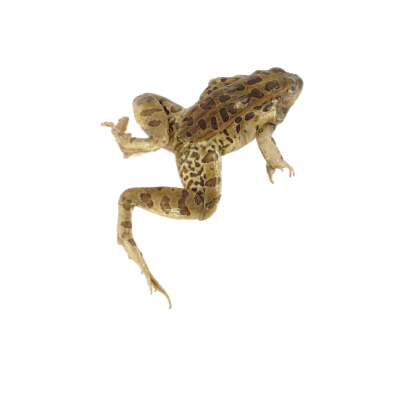 Amphibian Specimen | Frogs for Dissection | Bio Corporation