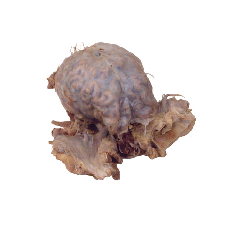 Individual Dissection Organs | Bio Corporation – Page 2