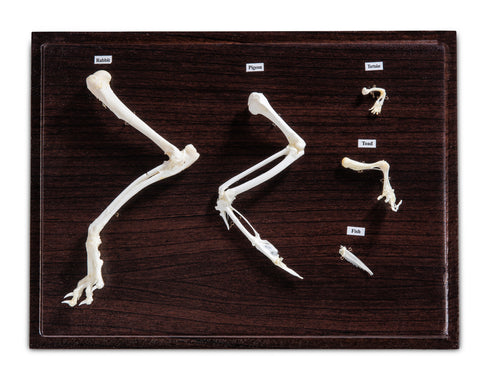 Anatomical Skeleton Models | Bio Corporation – Page 2