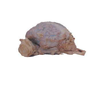 Individual Dissection Organs | Bio Corporation