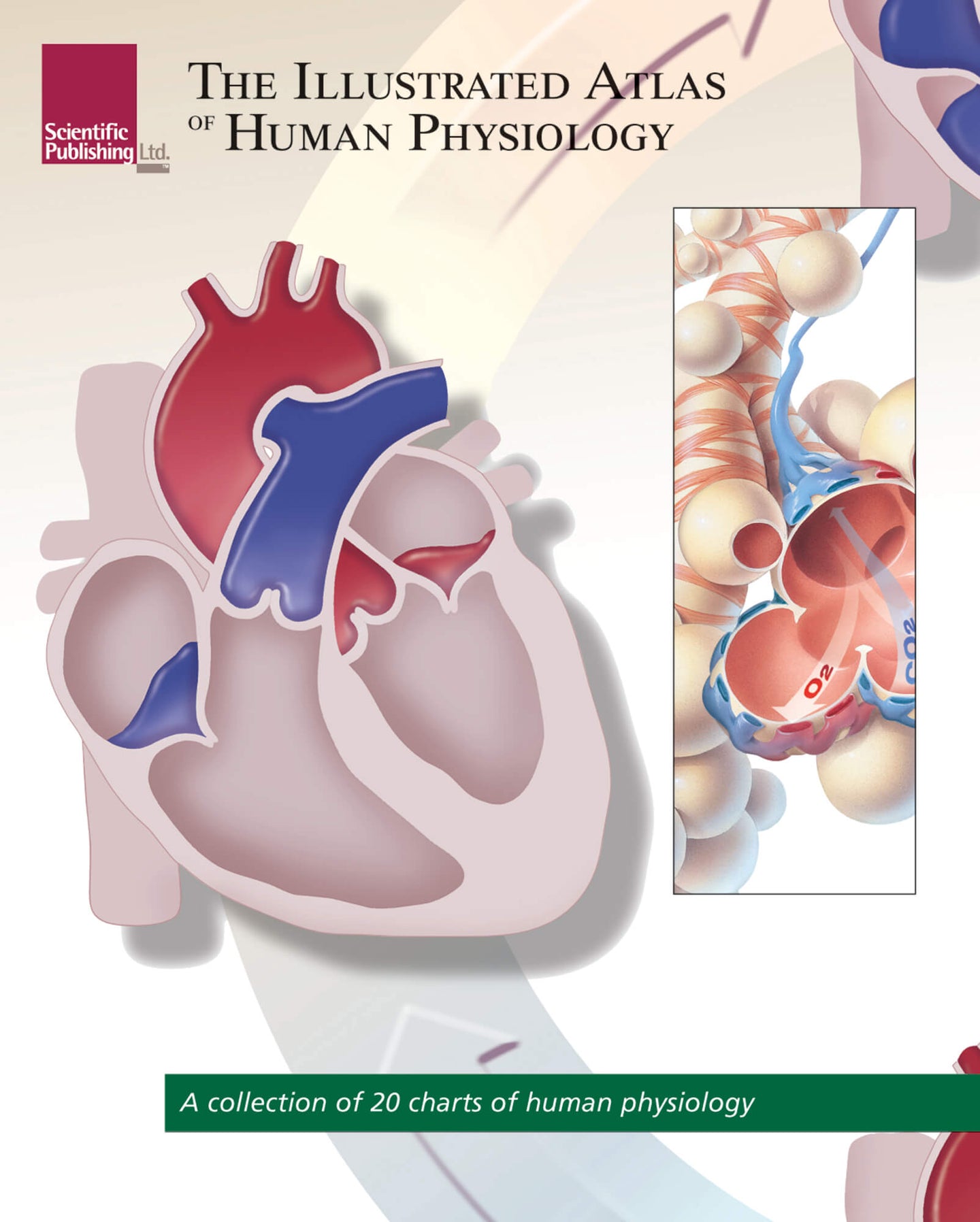 Chart Set - Illustrated Atlas of Human Physiology Paper Chart Set