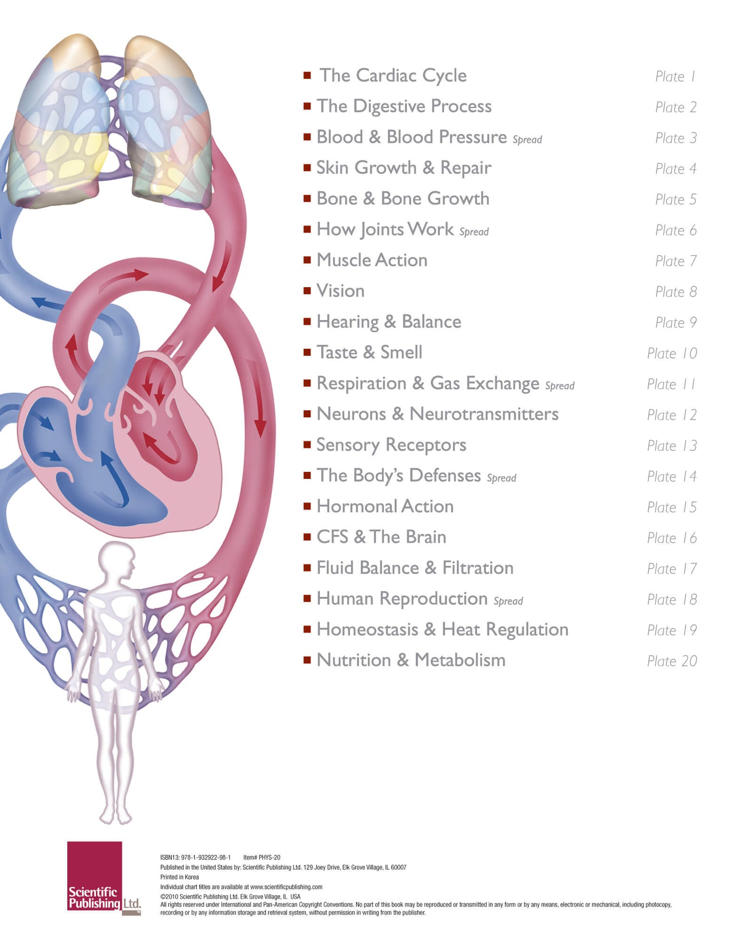 Chart Set - Illustrated Atlas of Human Physiology Paper Chart Set