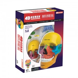 4D Didactic Exploded Human Skull Anatomy Model