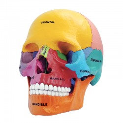 4D Didactic Exploded Human Skull Anatomy Model