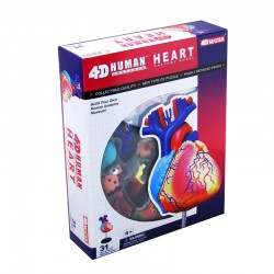 4D Human Heart Anatomy Model