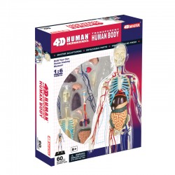 4D Transparent Human Body Anatomy Model