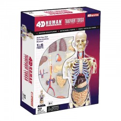 4D Transparent Human Torso Anatomy Model
