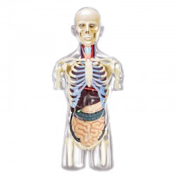 Anatomical Models | 4D Anatomical Models | Bio Corporation – Page 3