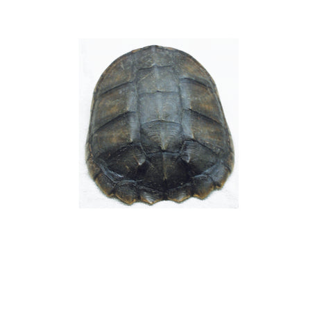 Shell - Snapping Turtle