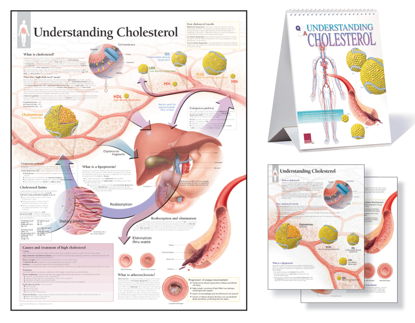 Study Set - Understanding Cholesterol Study Set