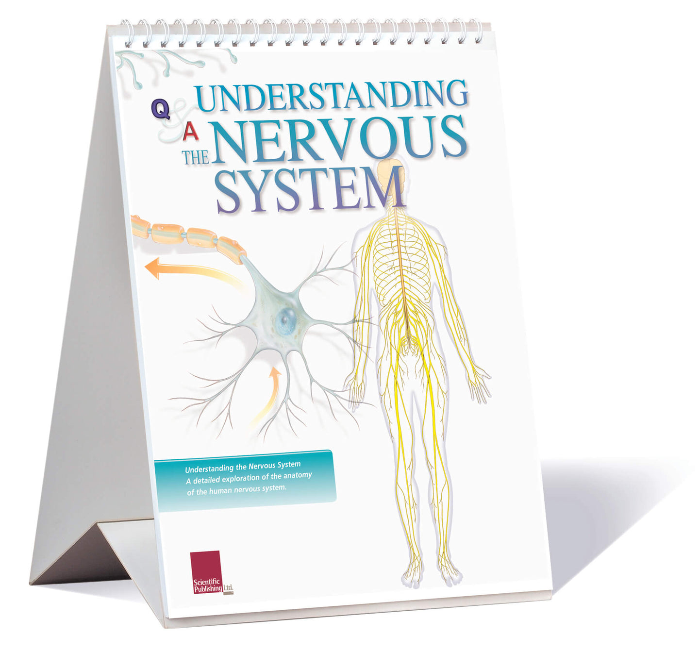 Flip Book - Understanding Nervous System Flip Book