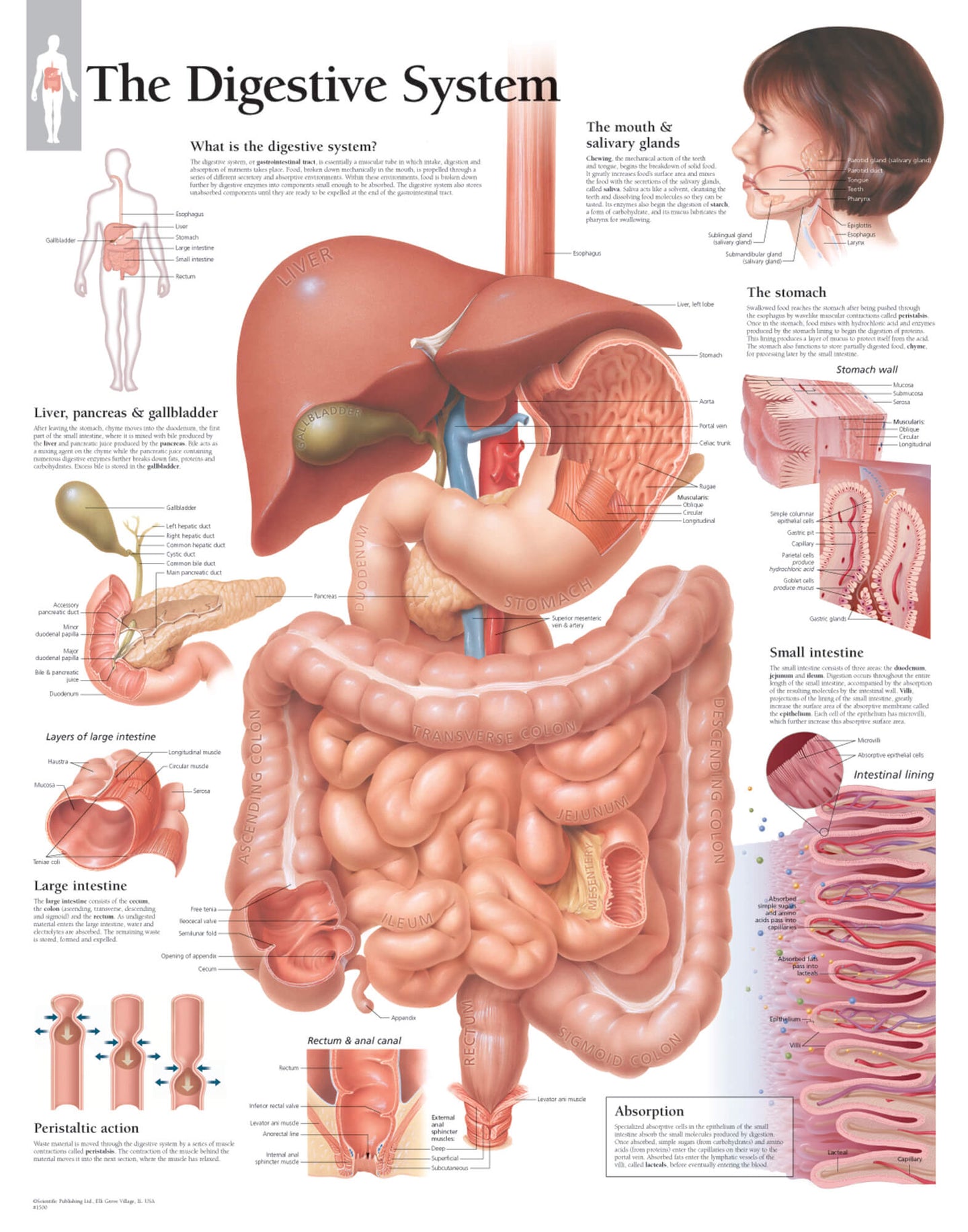 Flip Book - Understanding Digestive System Flip Book
