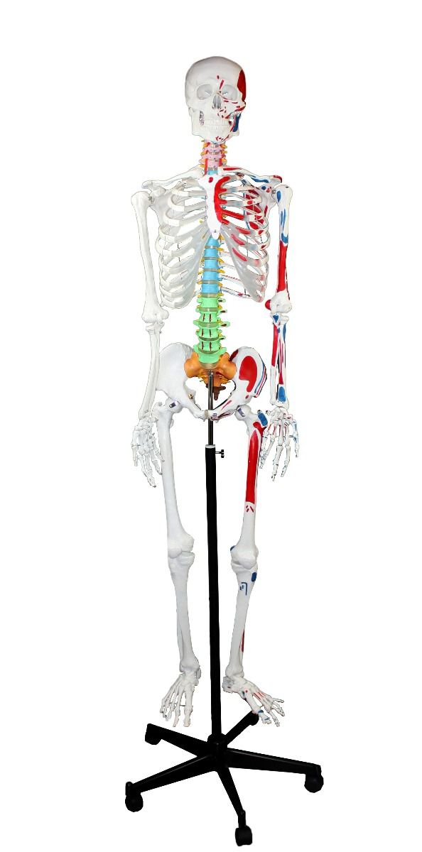 Human Skeleton with Muscles