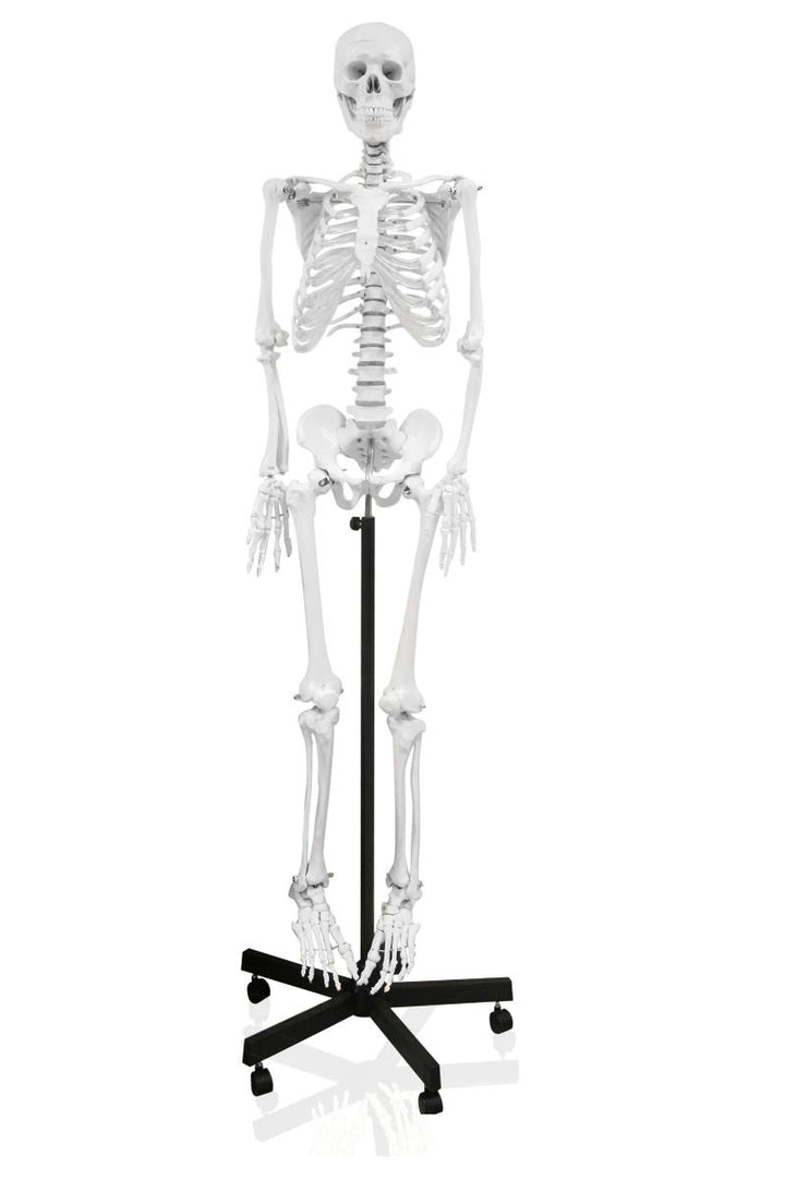 Anatomical Models | 4D Anatomical Models | Bio Corporation