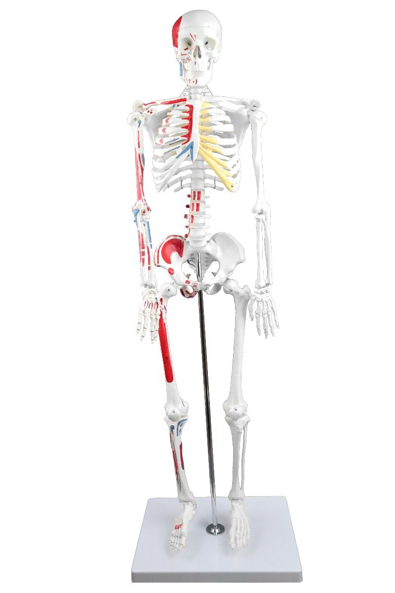 Half-Size Skeleton w/Muscles