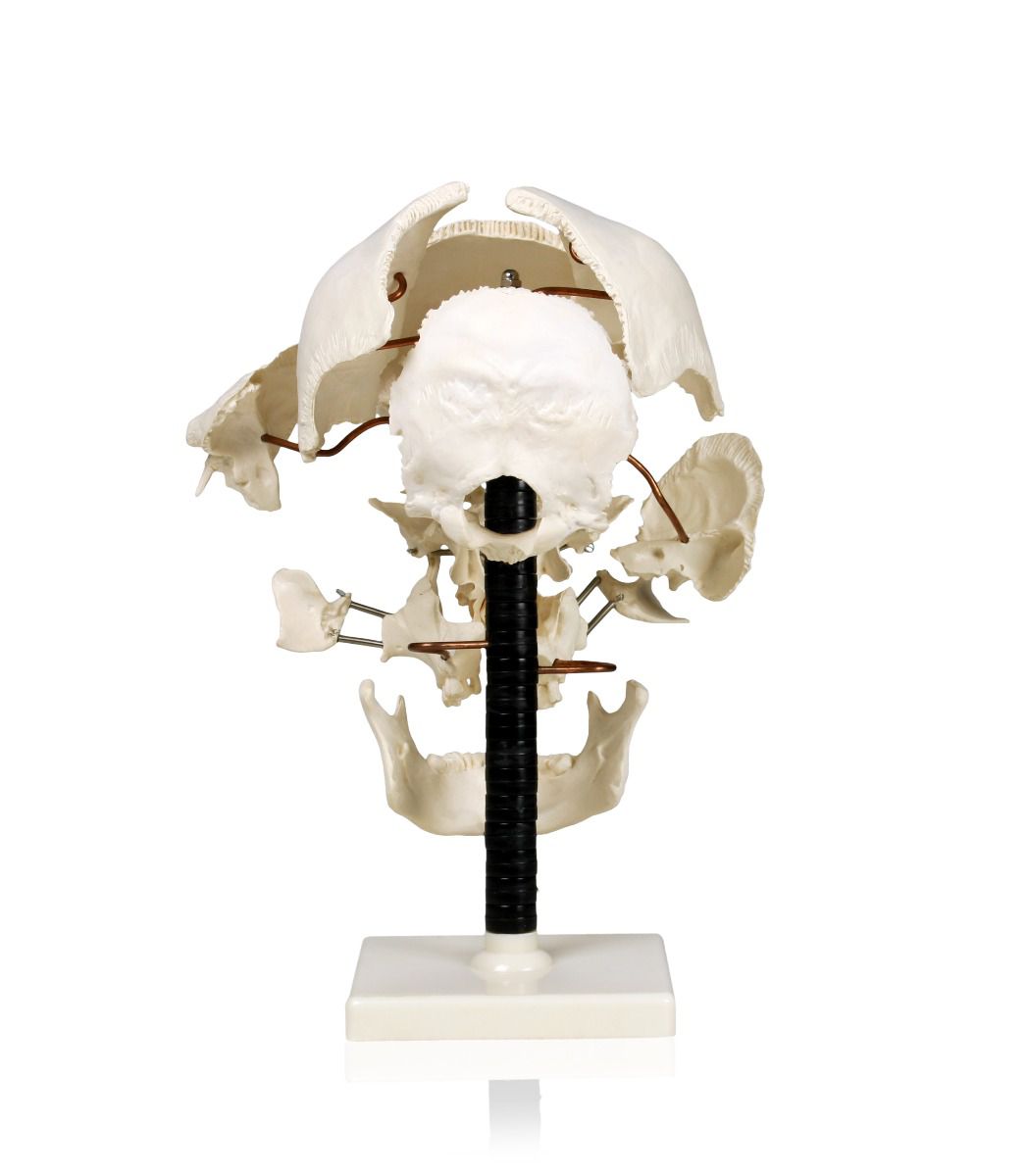 Anatomical Models | 4D Anatomical Models | Bio Corporation – Page 2