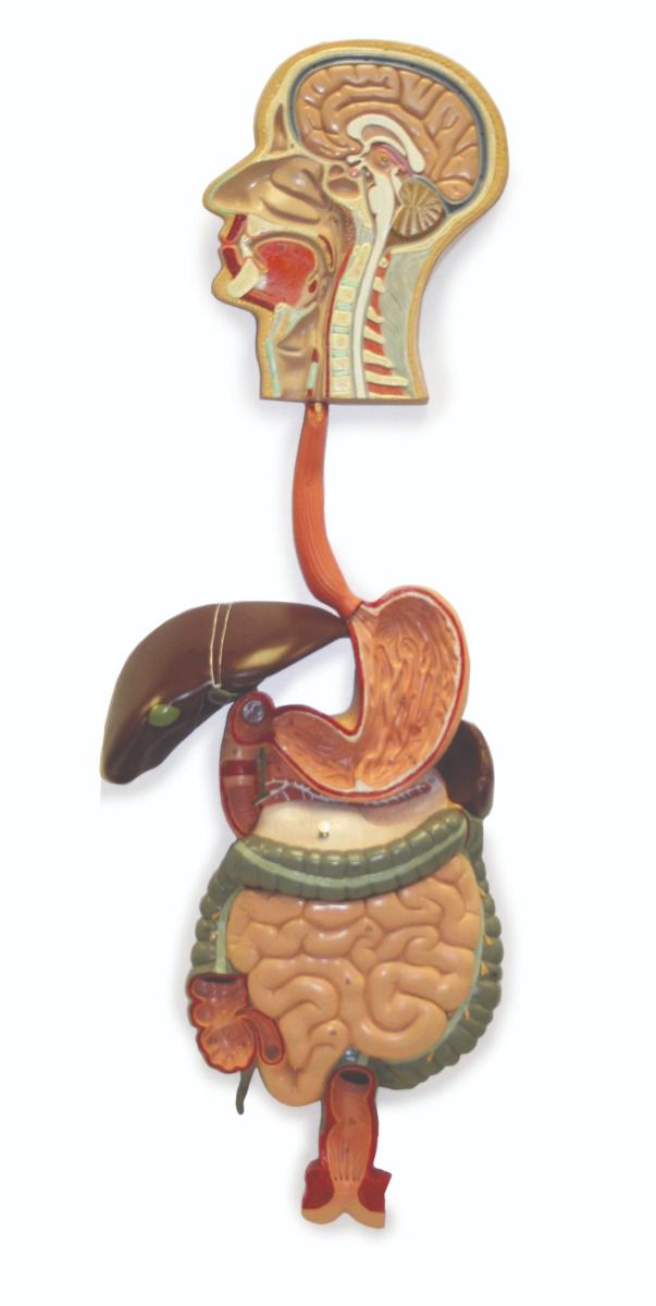 Life Size Digestive System