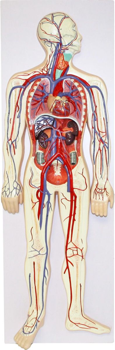 Anatomical Models | 4D Anatomical Models | Bio Corporation – Page 9