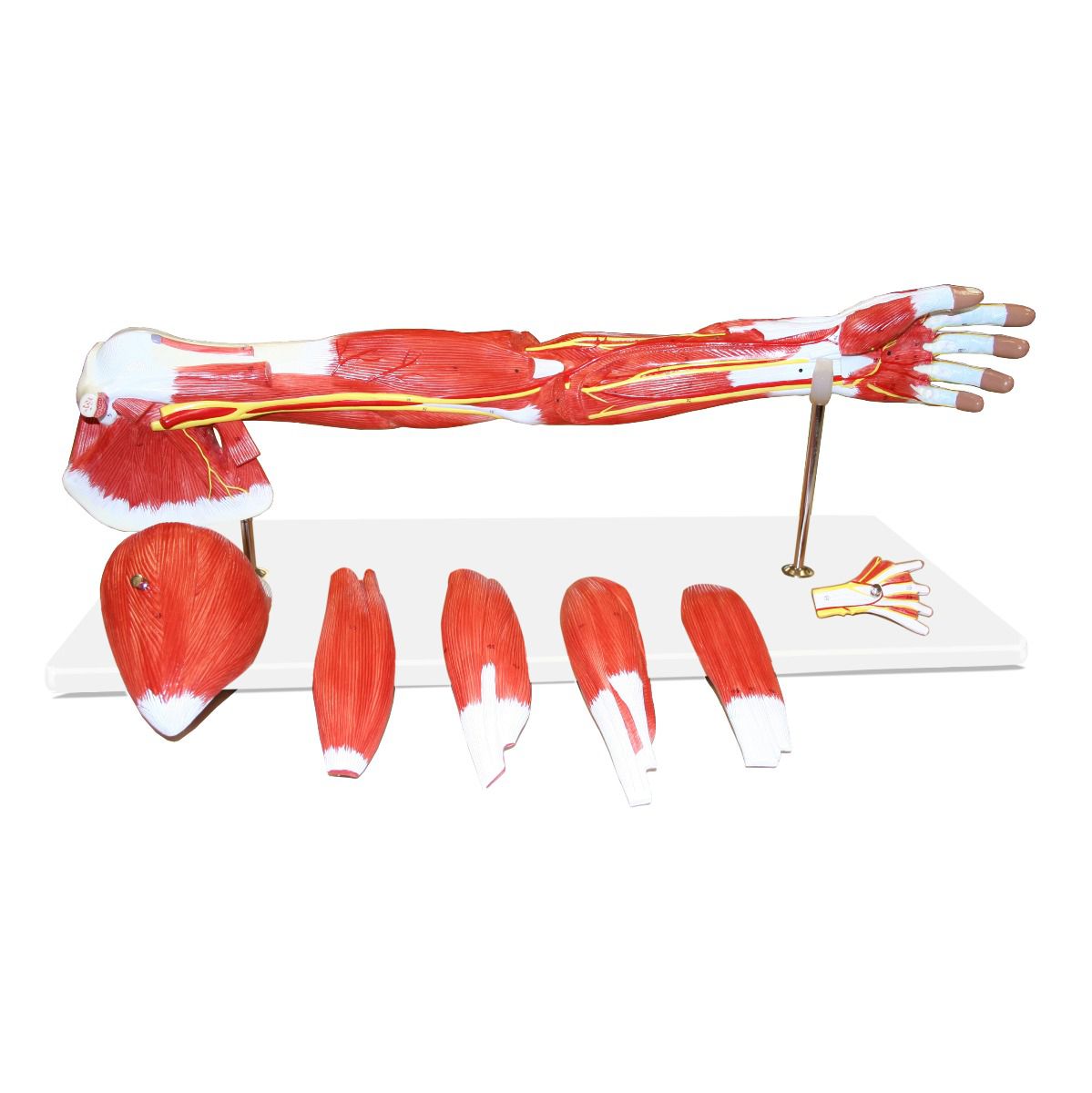Muscles of Human Arm