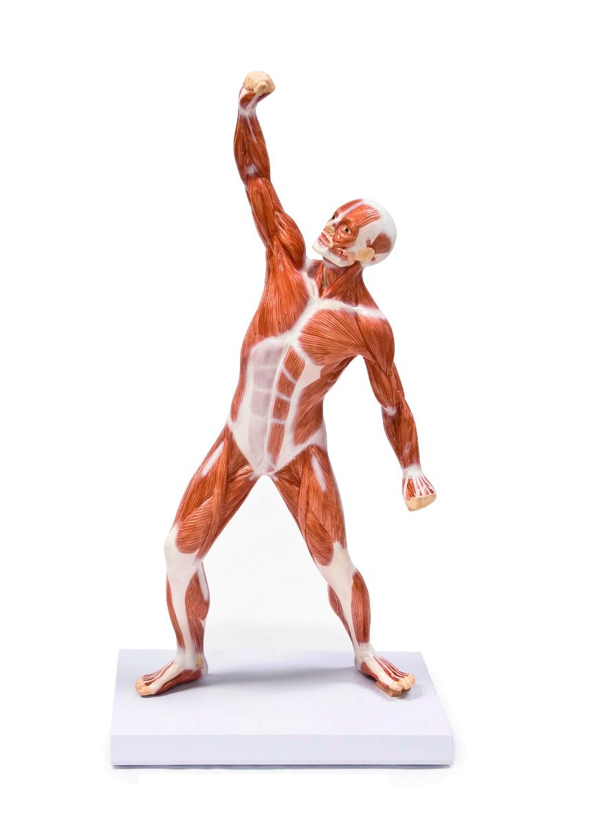 Muscular Figure