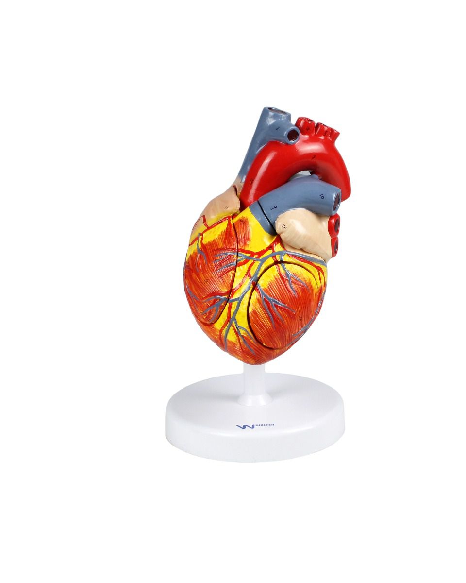 Anatomical Models | 4D Anatomical Models | Bio Corporation