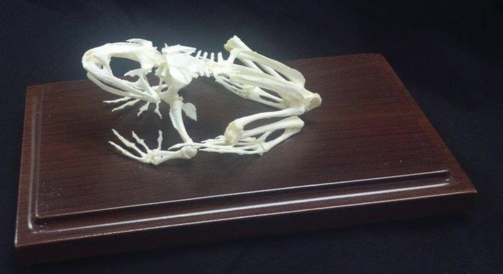 Anatomical Skeleton Models | Bio Corporation