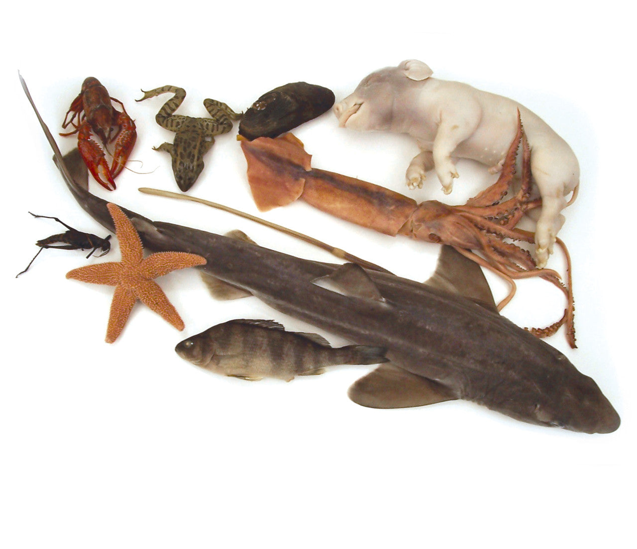 Specimen Kits | Specimens for Dissection Projects