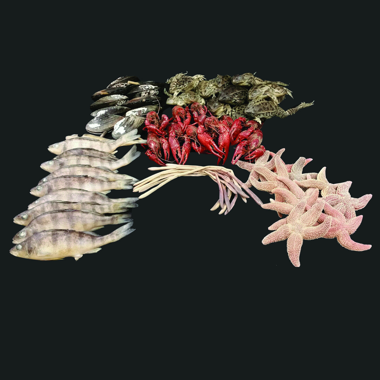 6 Specimen Bulk Kit - Large