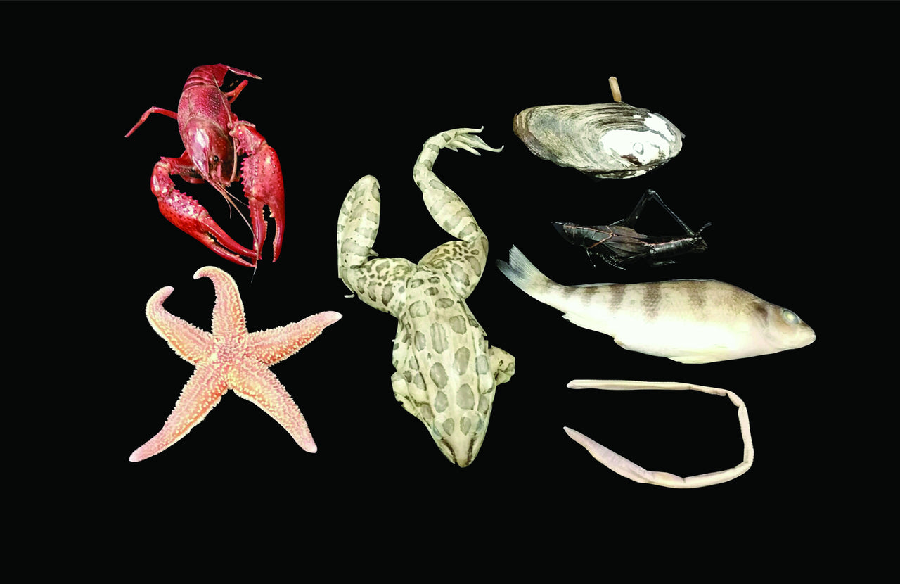 7 Specimen Kit - Extra Large