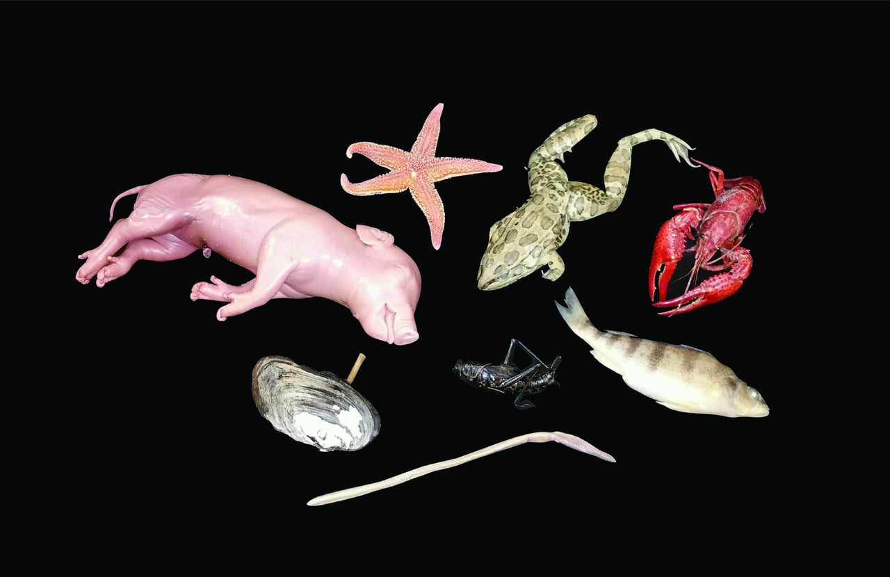 8 Specimen Kit - Large