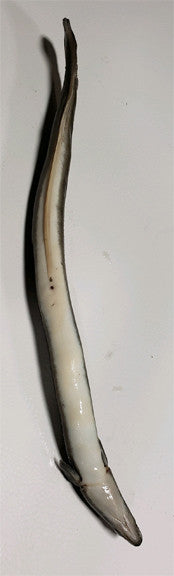 Fish Specimens | Fish for Dissection | Bio Corporation