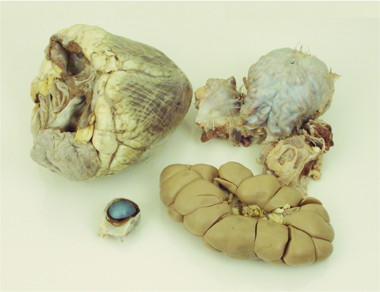 Individual Dissection Organs | Bio Corporation – Page 4