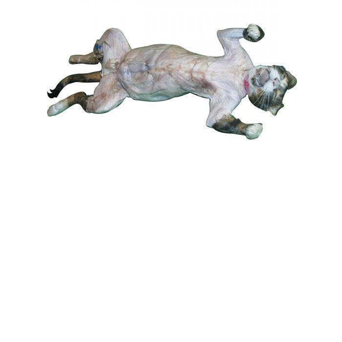 Mammal Specimens | Cats for Dissection | Bio Corporation