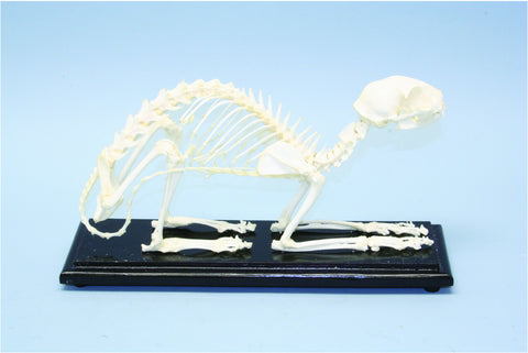 Anatomical Skeleton Models | Bio Corporation