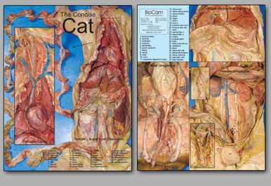 Concise Dissection Chart - Cat