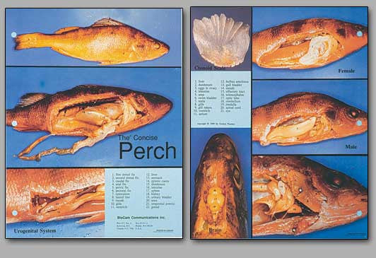 Concise Dissection Chart - Perch