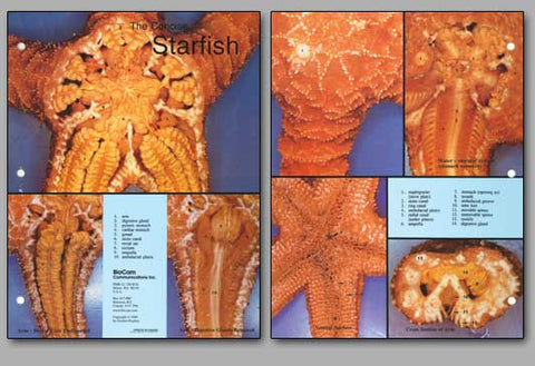 Marine Invertebrate Specimens | Bio Corporation – Page 2