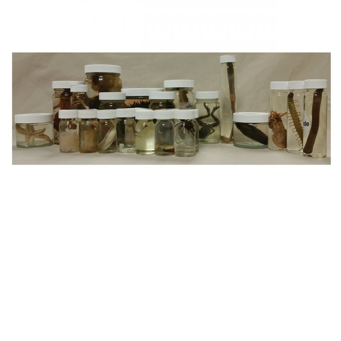 24 Specimen Jar Set Collection