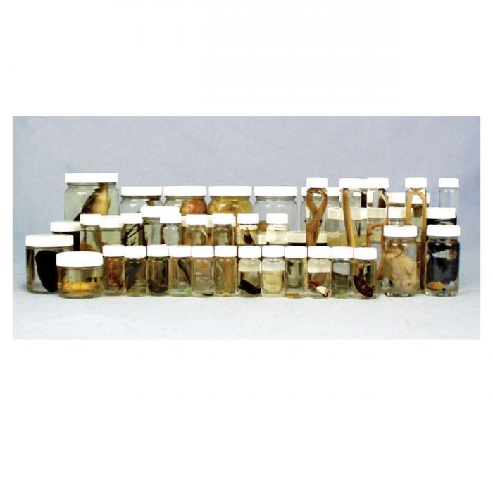 46 Specimen Jar Set Collection