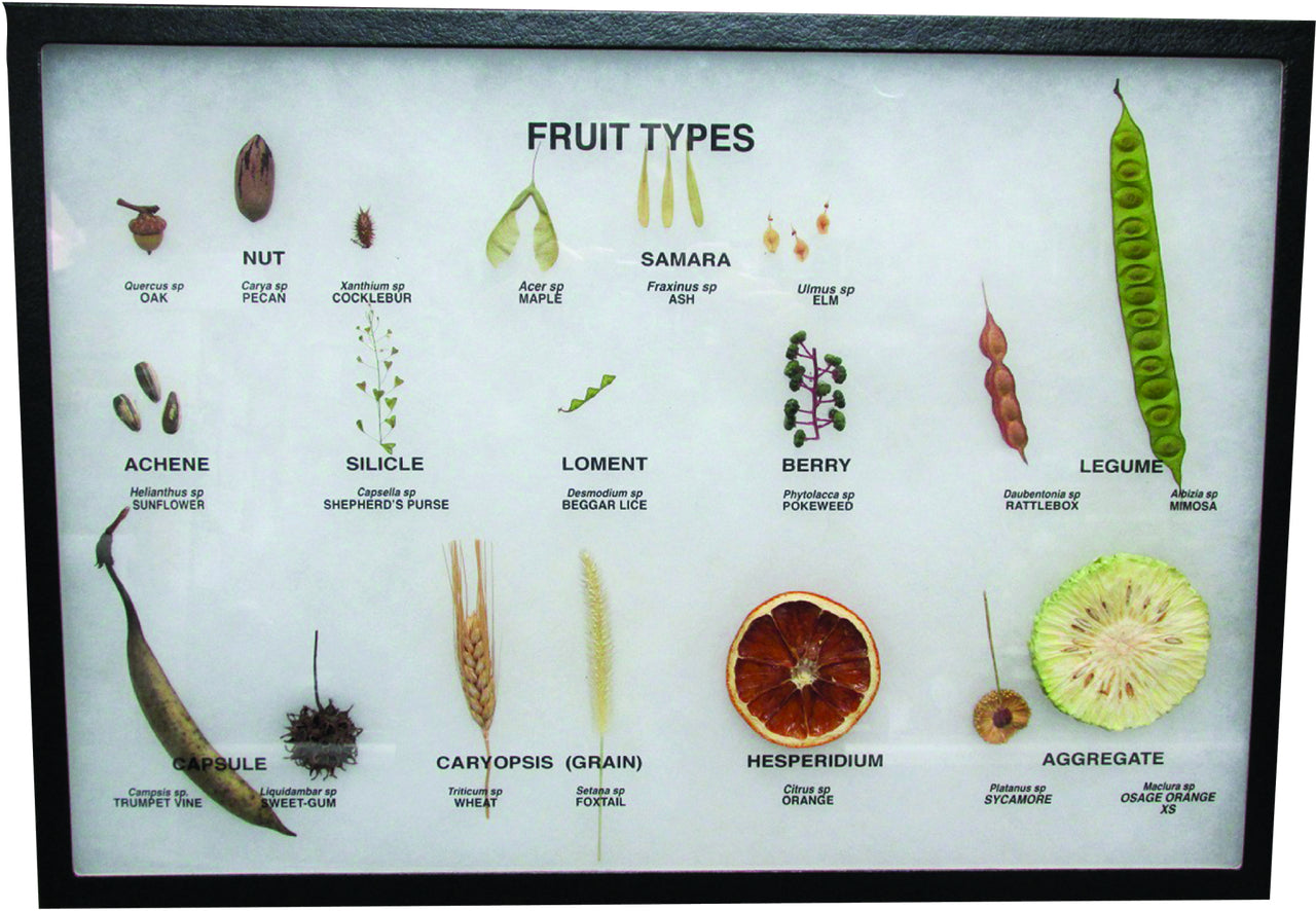 Fruit Types Display Mount