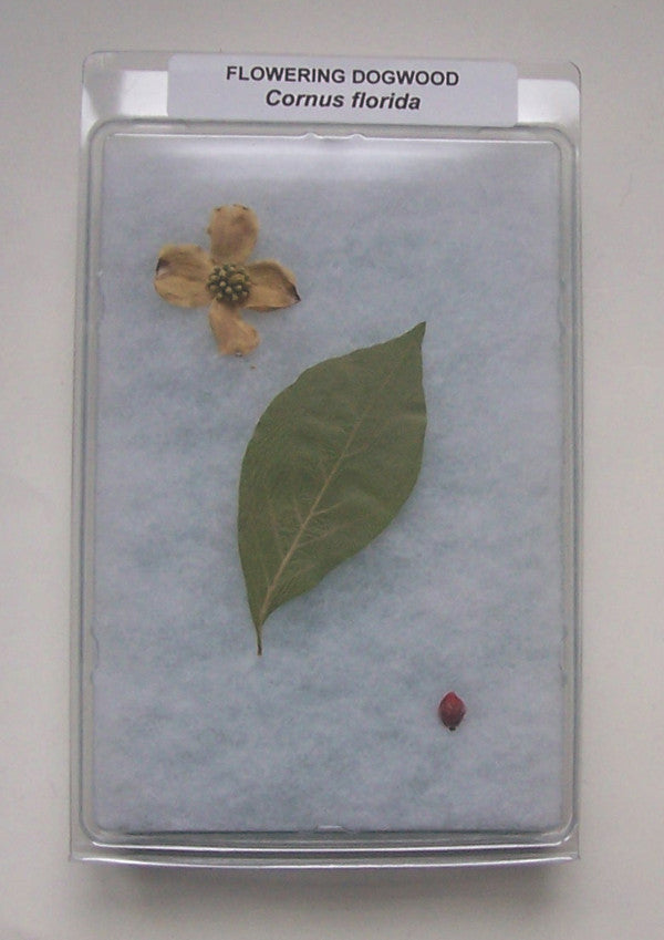 Specimen Displays – Page 2