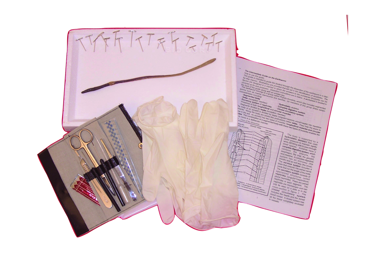 earthworm dissection kit