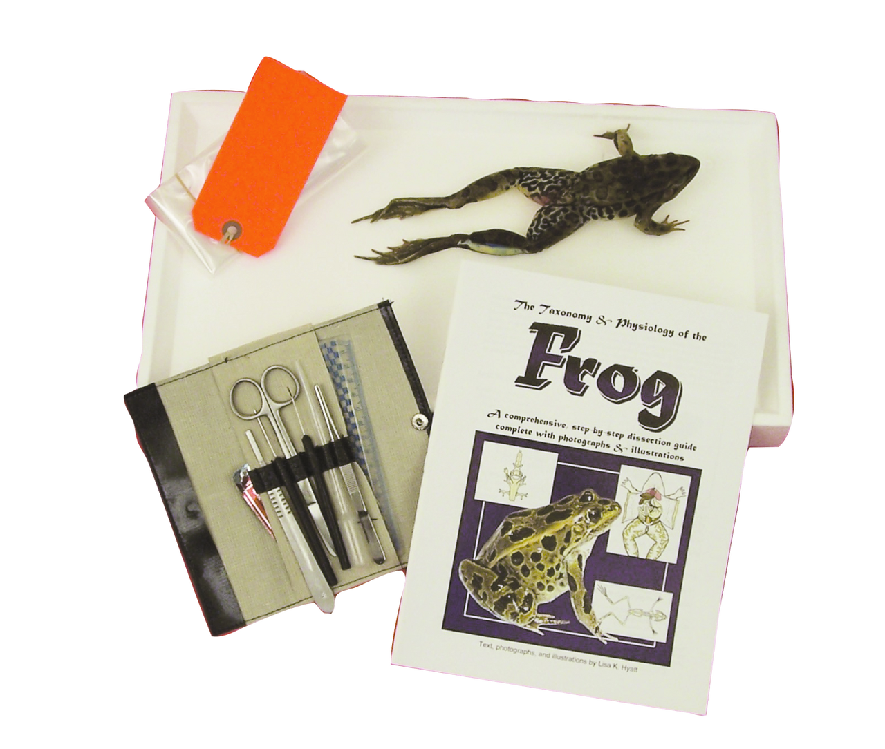 Leopard-Frog-In-A-Box Kit