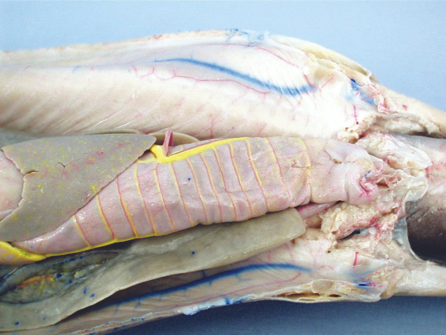 dissected dogfish