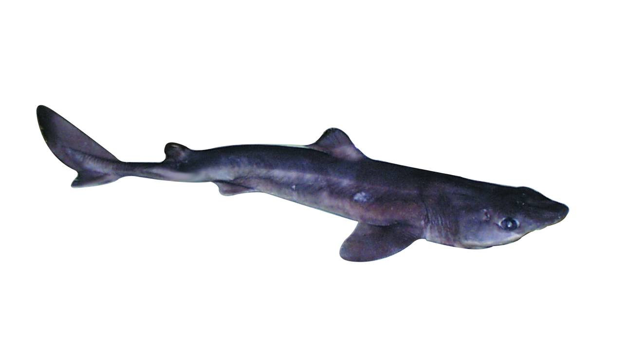 Dogfish Shark