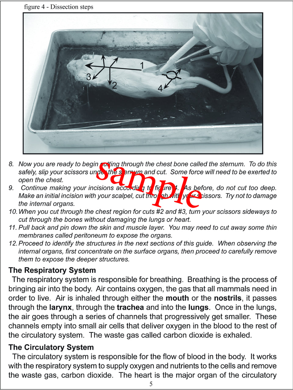 Earthworm Dissection Packet - Advanced
